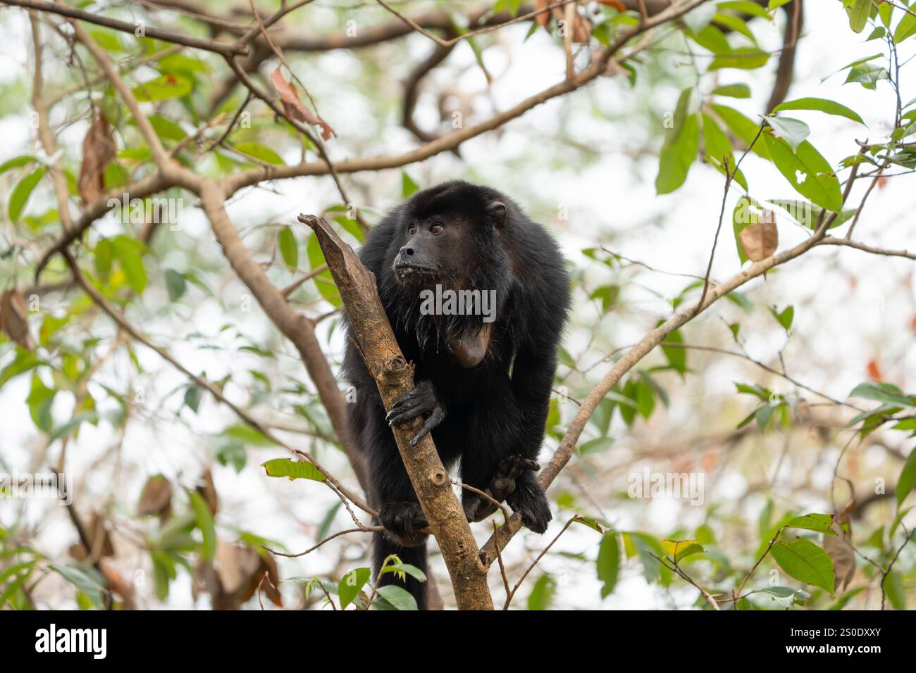 Black howler monkey high in tree in Pantanal Brazil Stock Photo - Alamy