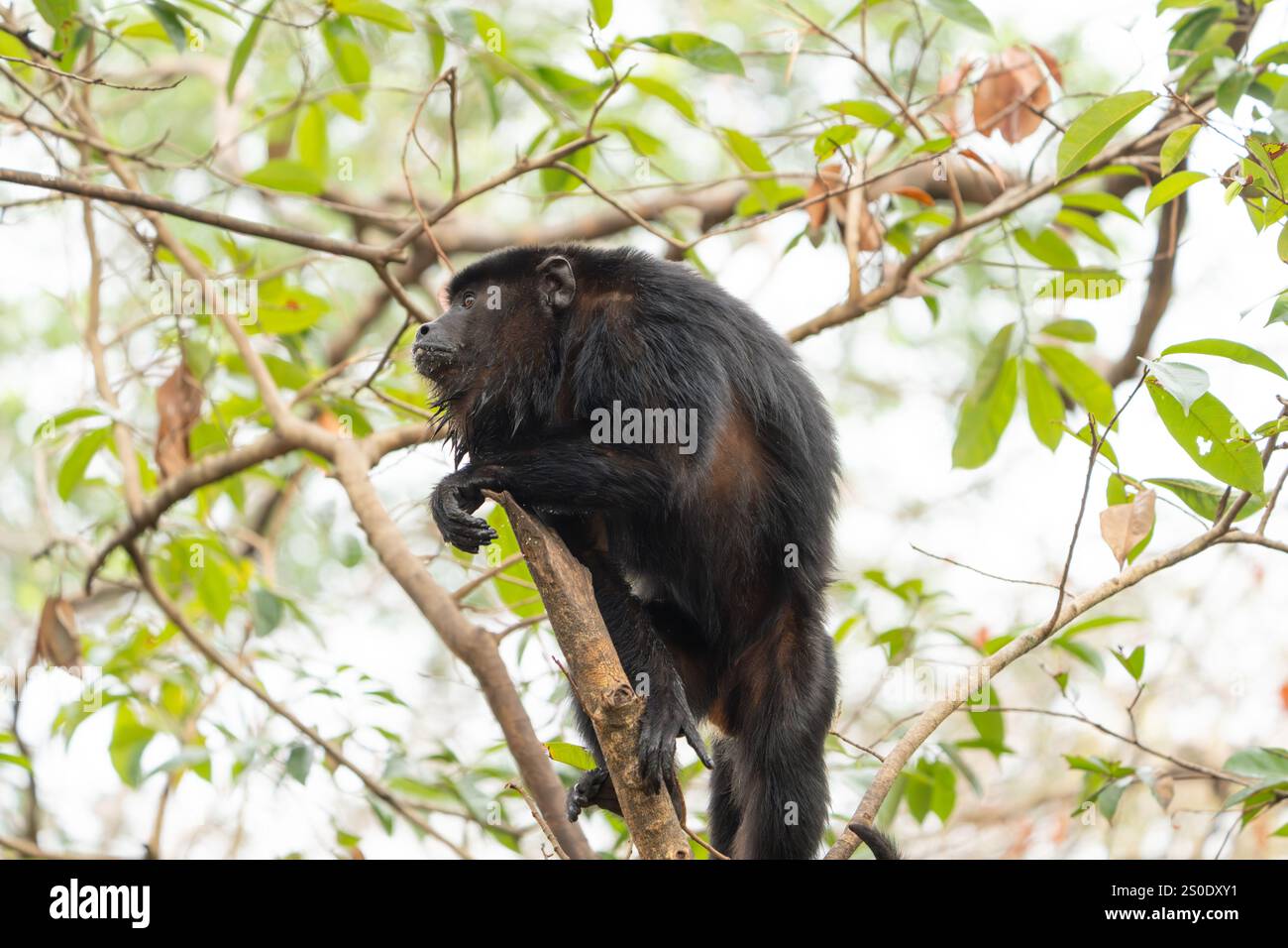 Black howler monkey high in tree in Pantanal Brazil Stock Photo - Alamy