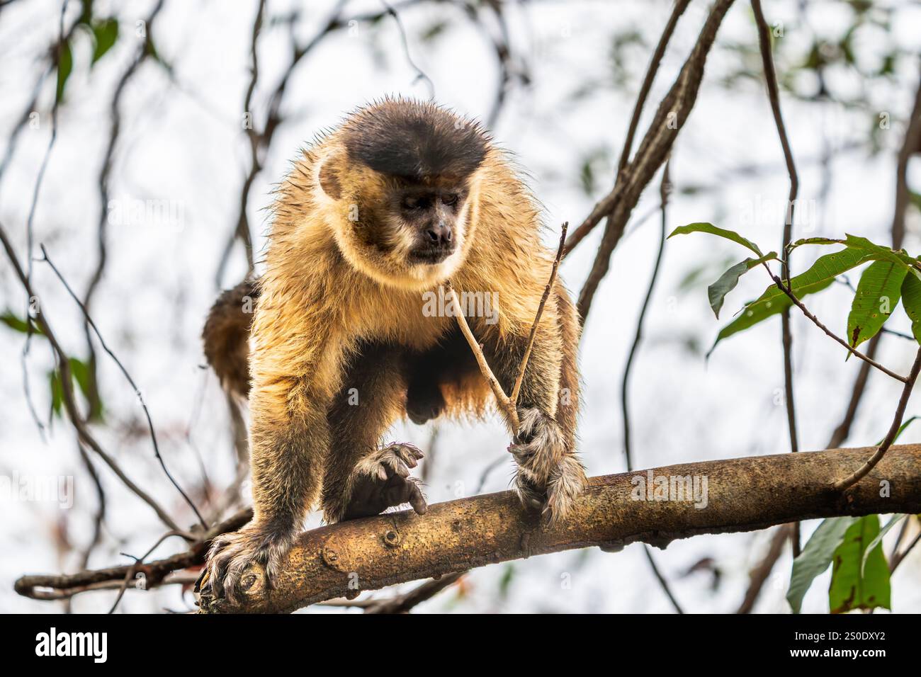 Male capuchin on branch in Pantanal Brazil Stock Photo - Alamy