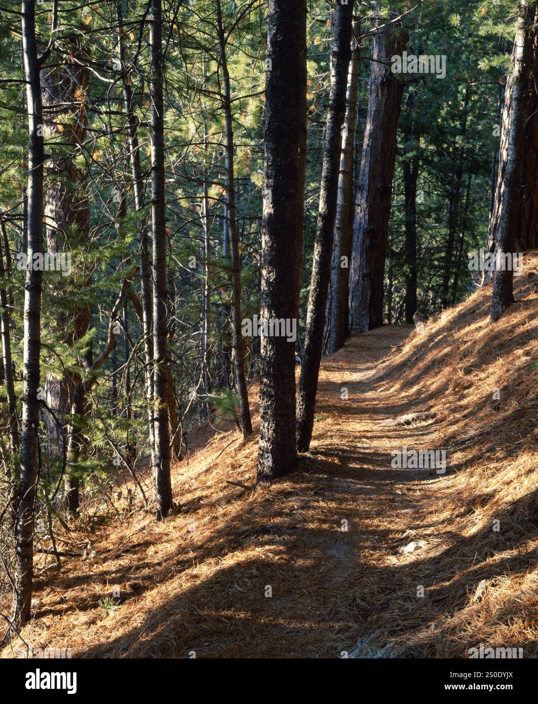 The Aspen Loop trail winds through towering pine trees and groves of ...