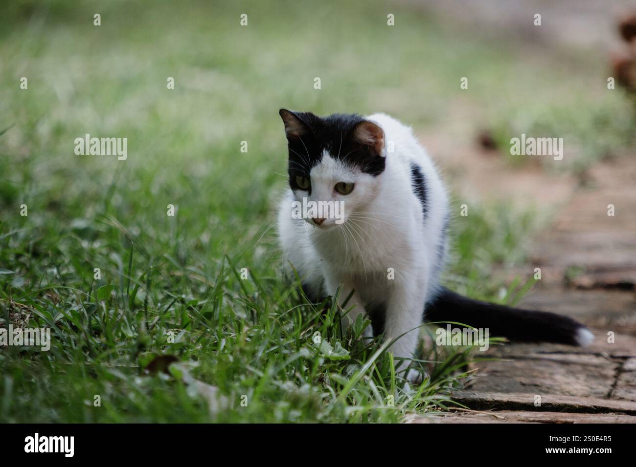 Asuncion, Paraguay. 2 February, 2017. A cat hunts a crooked worm lizard ...