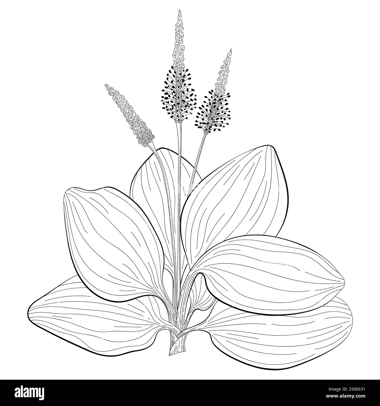 Hand-drawn Plantain flower outline vector illustration, botanical ...