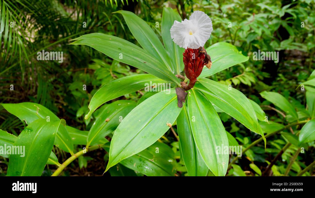 White flower of Cheilocostus Speciosus ( crêpe ginger Stock Photo - Alamy