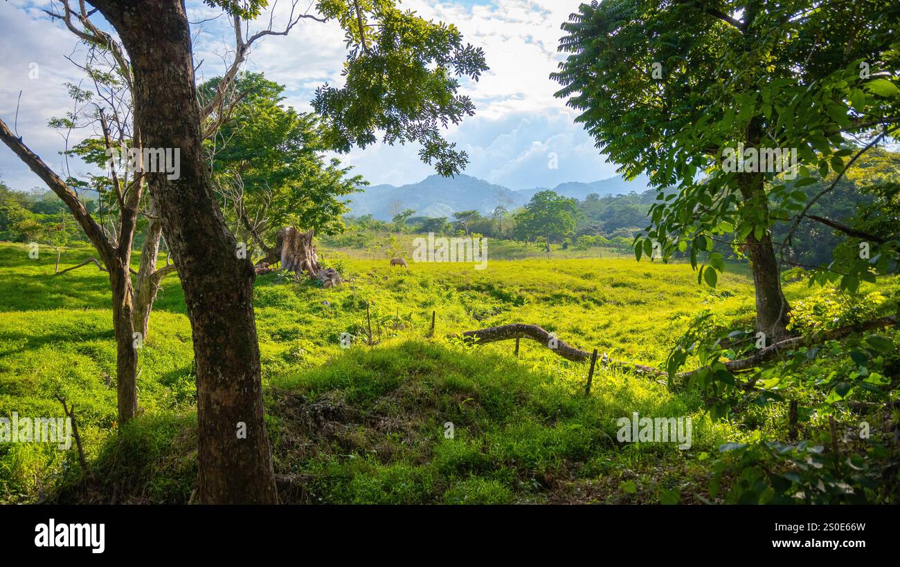 Landscape of a farm with white horse in Palenque, Mexico Stock Photo ...