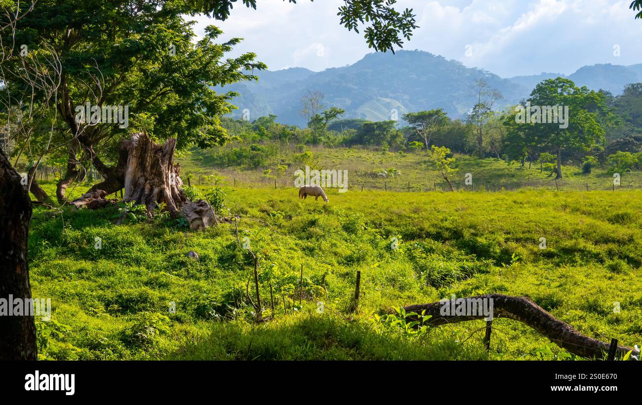 Landscape of a farm with white horse in Palenque, Mexico Stock Photo ...