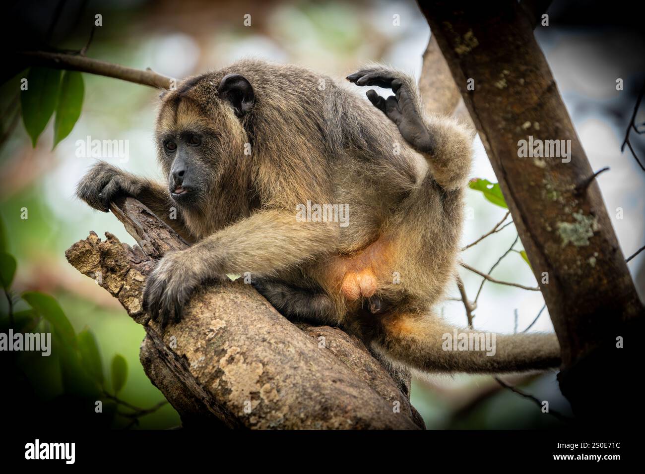 Black and gold howler monkey male on tree in PAntanal Brazil Stock ...