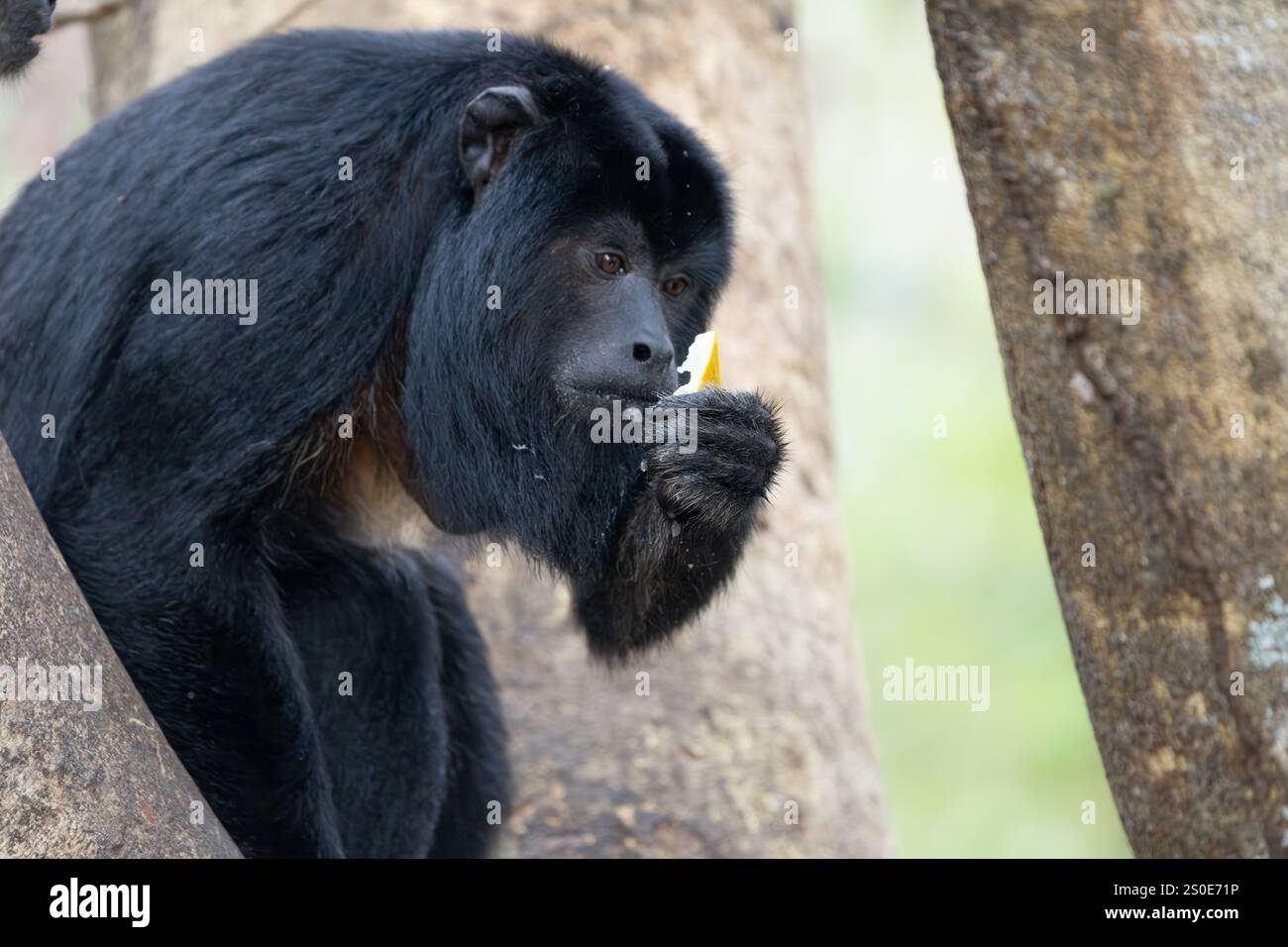 Black howler monkey in tree eating in the Pantanal Brazil Stock Photo ...