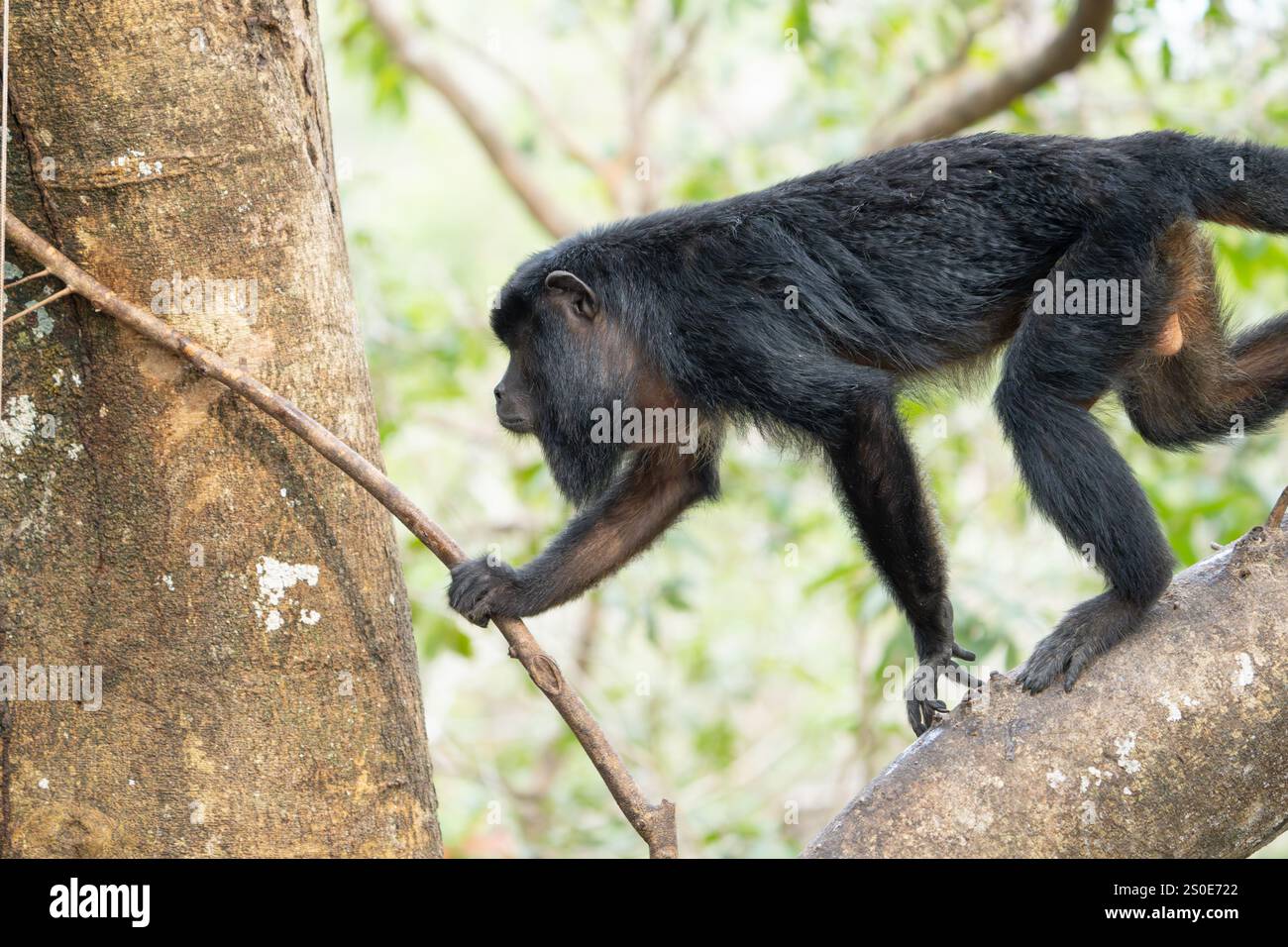 Black howler monkey climbing around in tree in Pantanal Brazil Stock ...