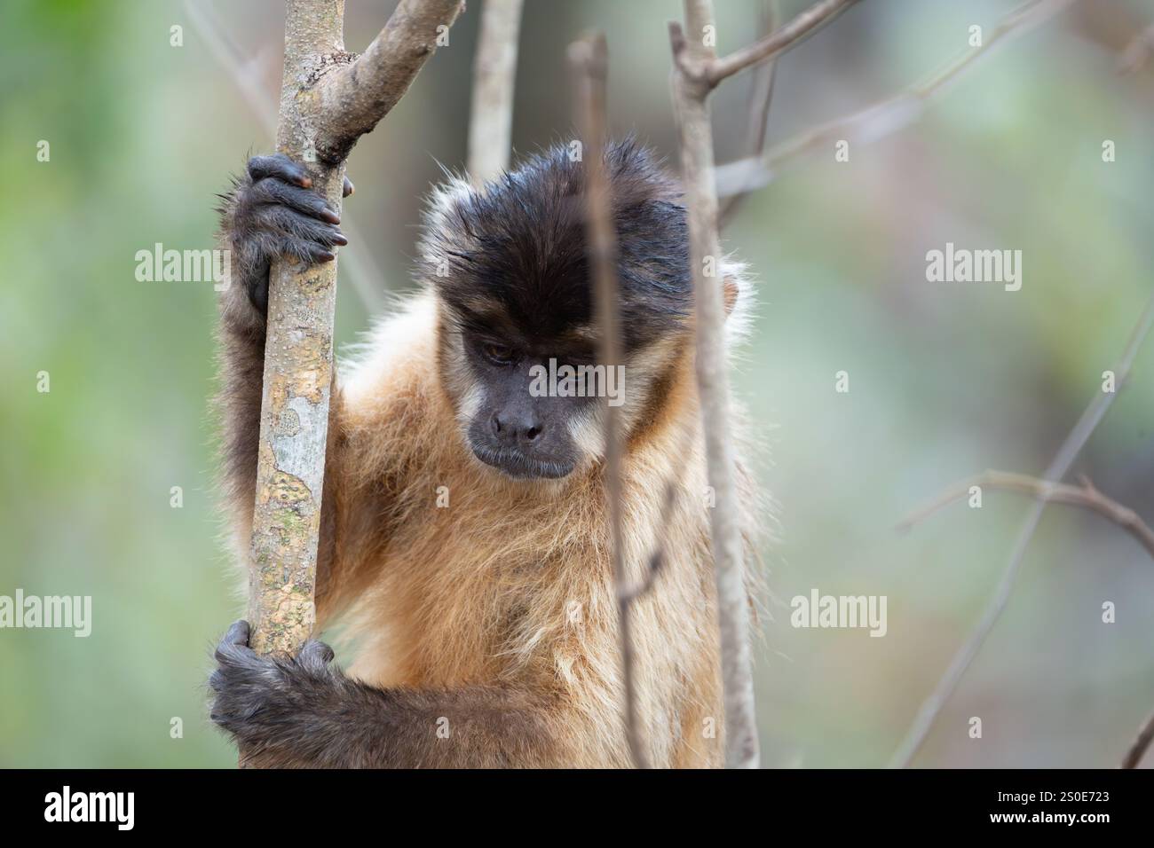 Capuchin monkey climbing in tree in Pantanal Brazil Stock Photo - Alamy