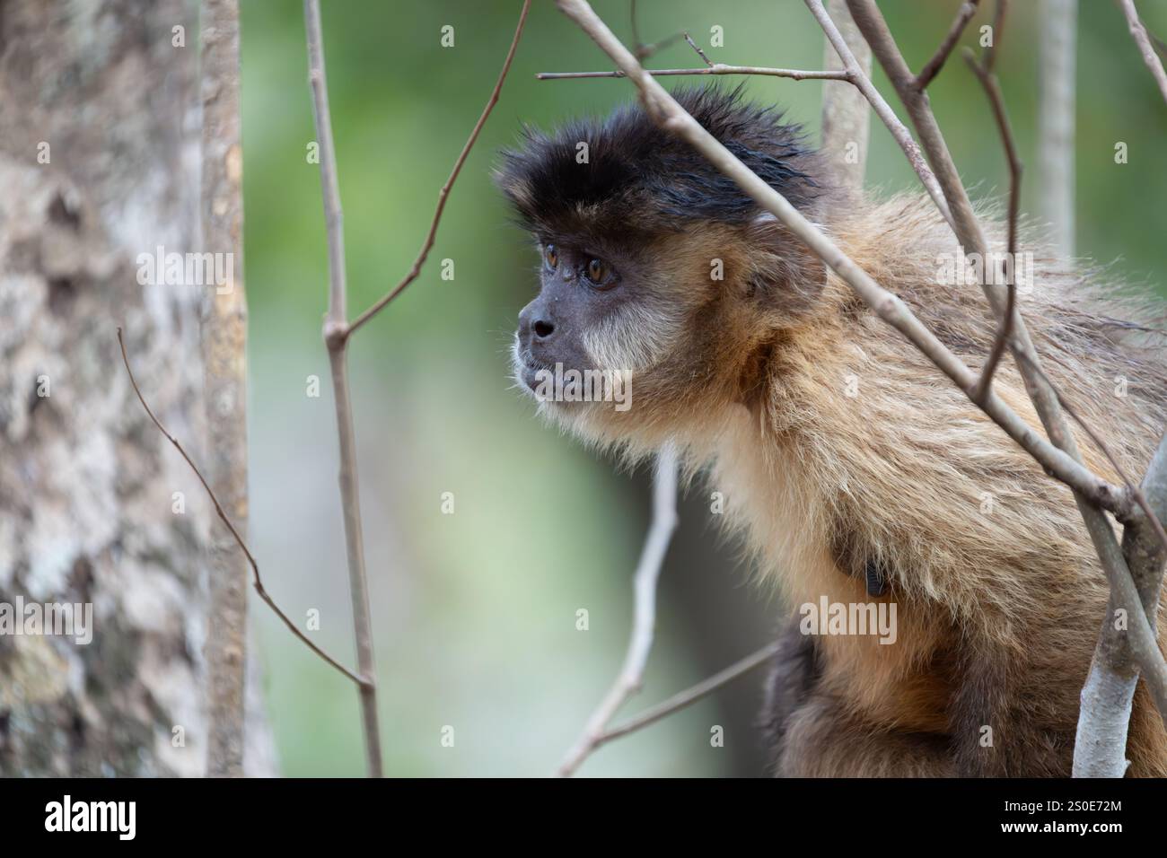 Capuchin monkey climbing in tree in Pantanal Brazil Stock Photo - Alamy