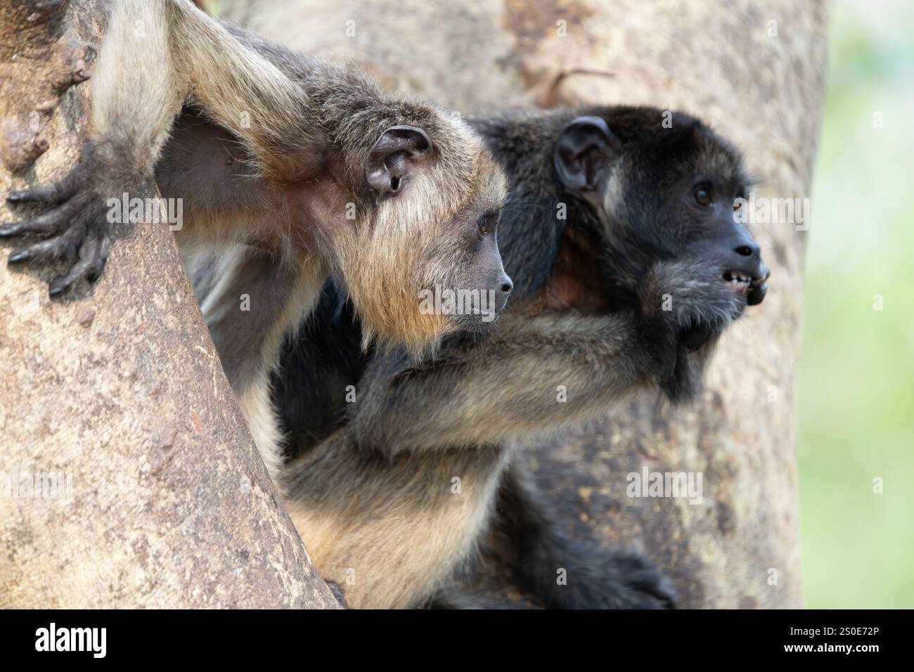 Black and gold howler monkey pair looking out together from fork in ...