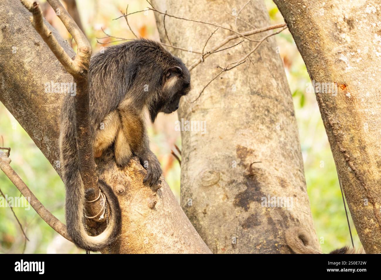 Black and gold howler monkey on branch showing prehensile tail in ...