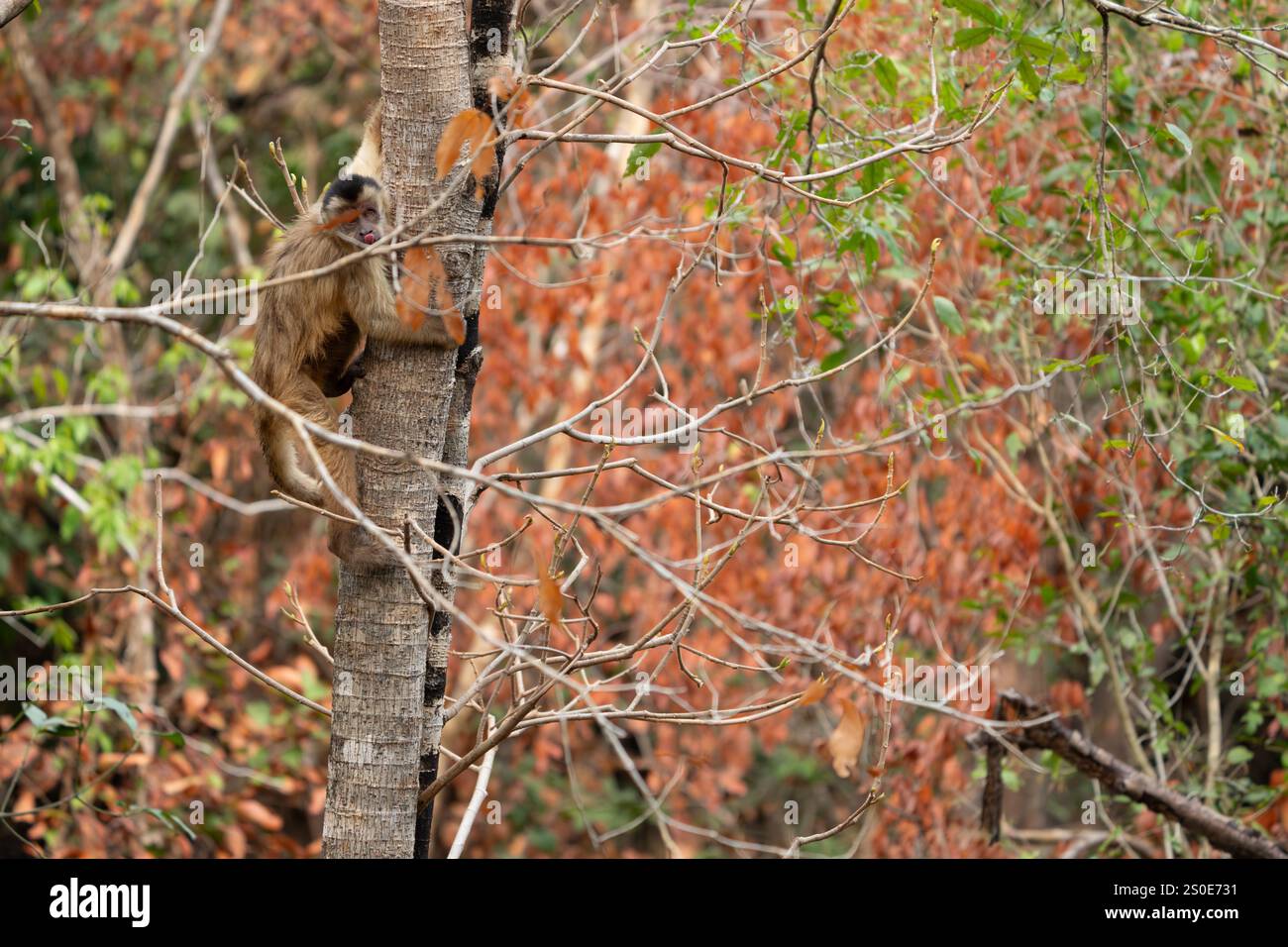 Capuchin monkey climbing in tree looking and poking tongue in Pantanal ...