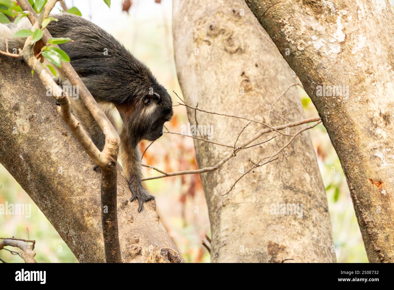 Black howler monkey climbing down tree in the Pantanal Brazil Stock ...
