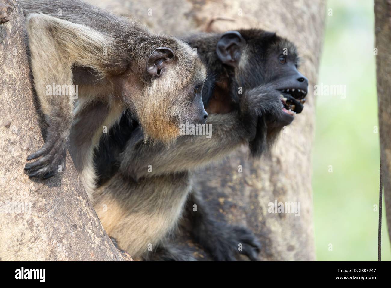 Black and gold howler monkey pair looking out together from fork in ...