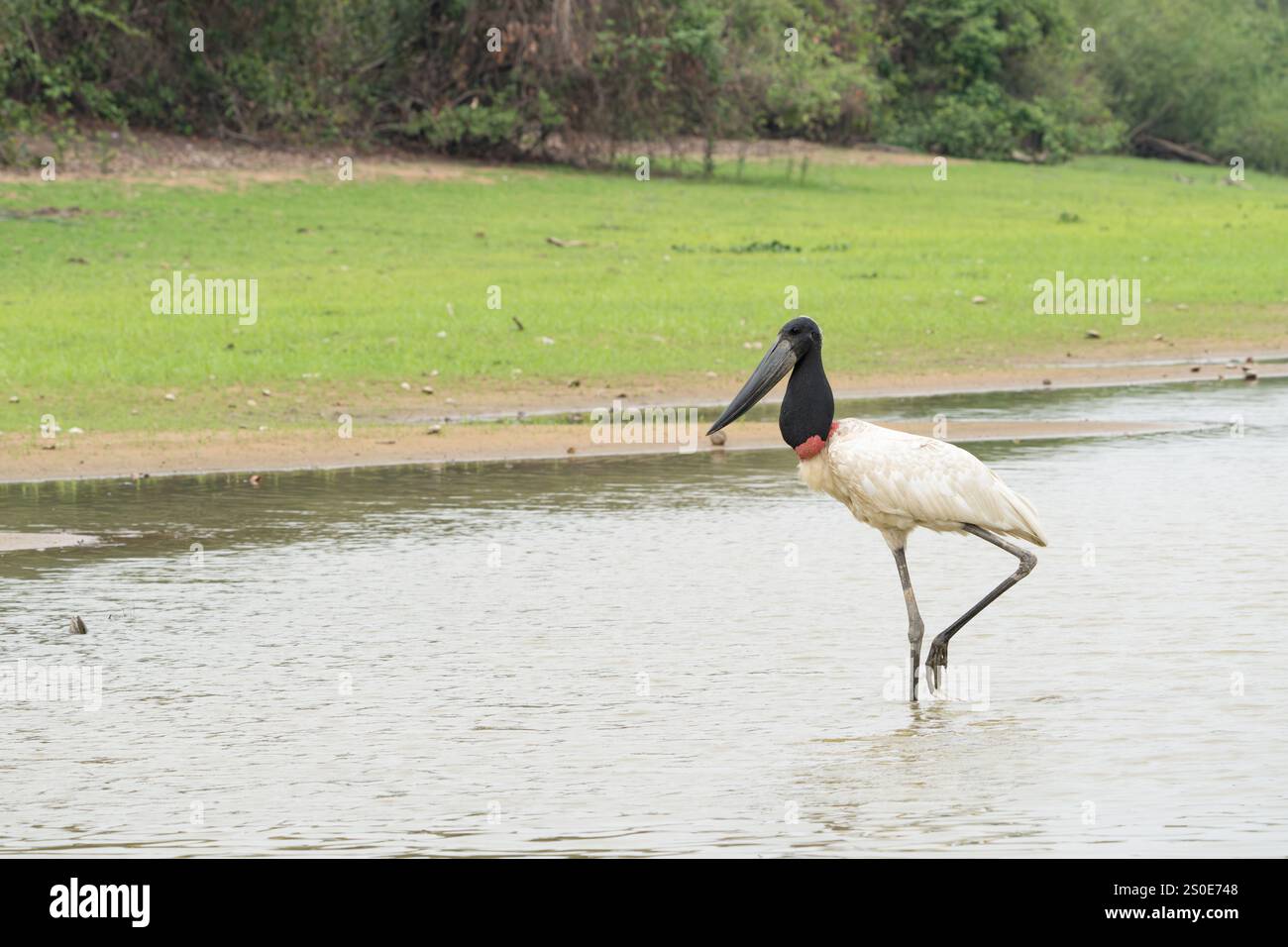 Jabiru stork wading in shallow water in the Pantanal Brazil Stock Photo ...