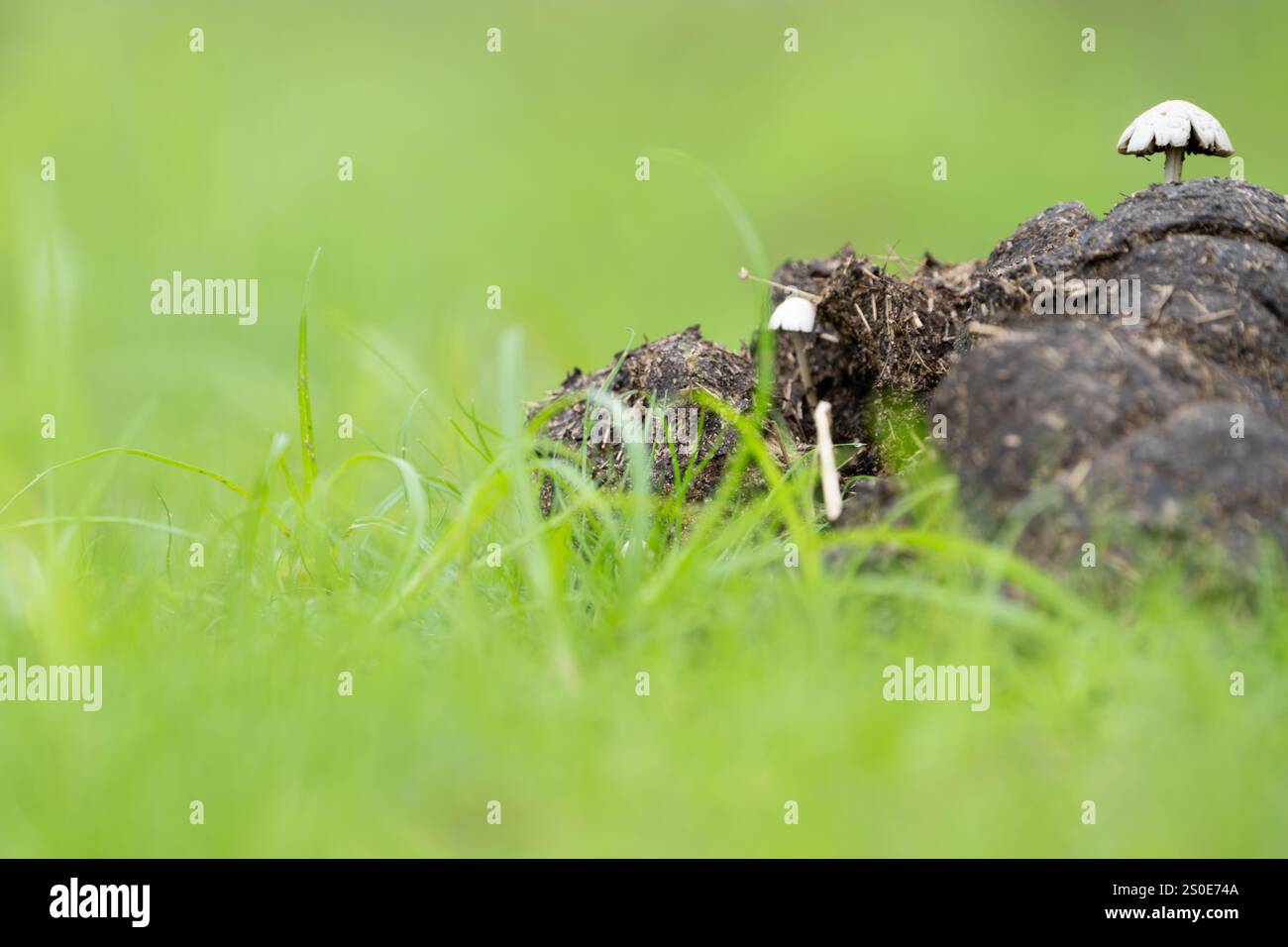 Small white fungi growing out of animal droppings in green grass ...