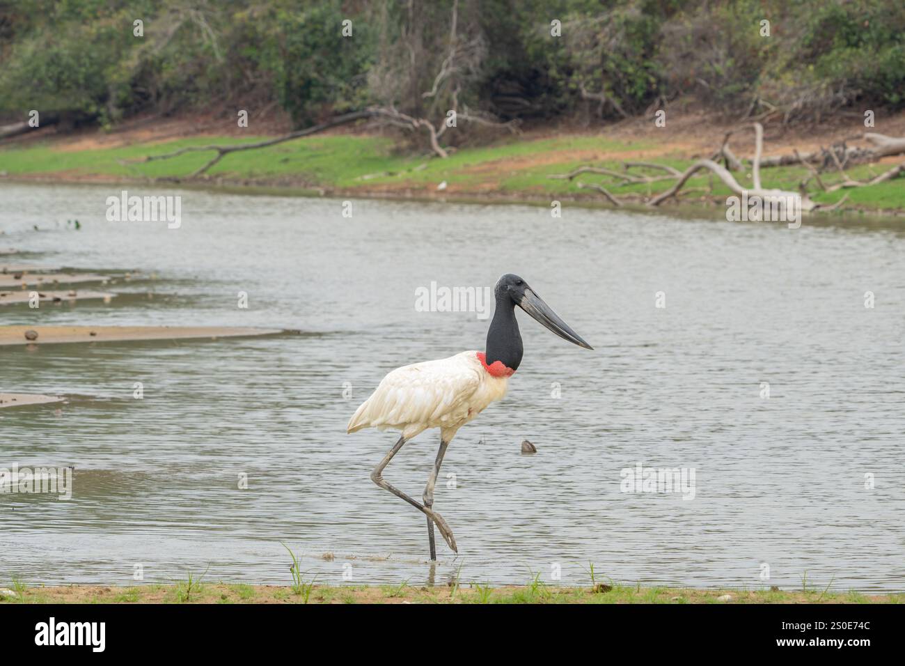 Jabiru stork wading in shallow water in the Pantanal Brazil Stock Photo ...