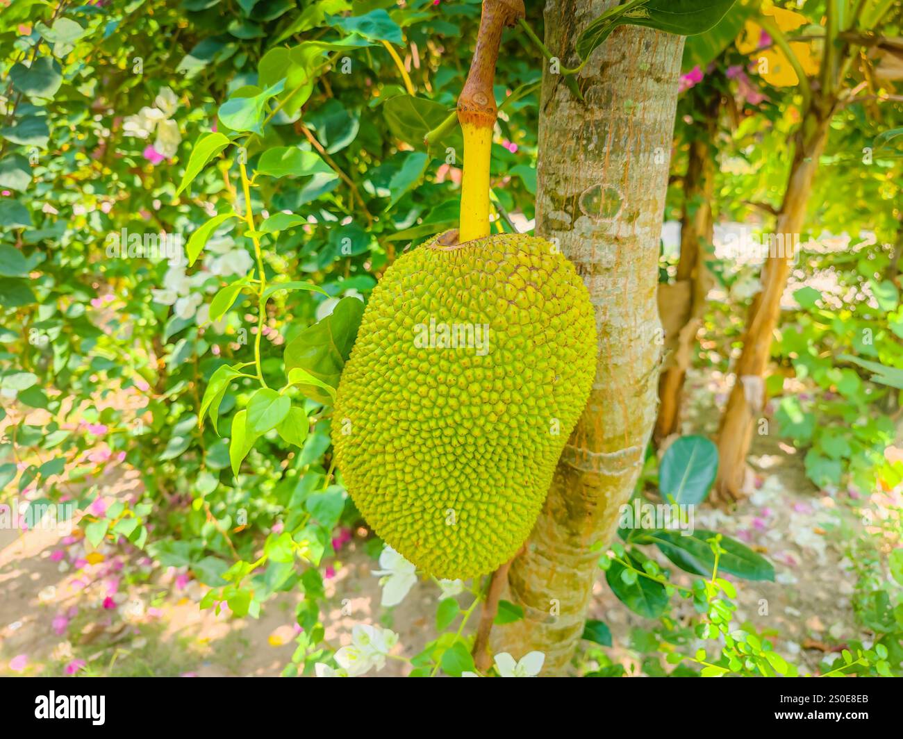 Durian fruit hanging on tree in street in Vietnam. Wild fruit in nature ...