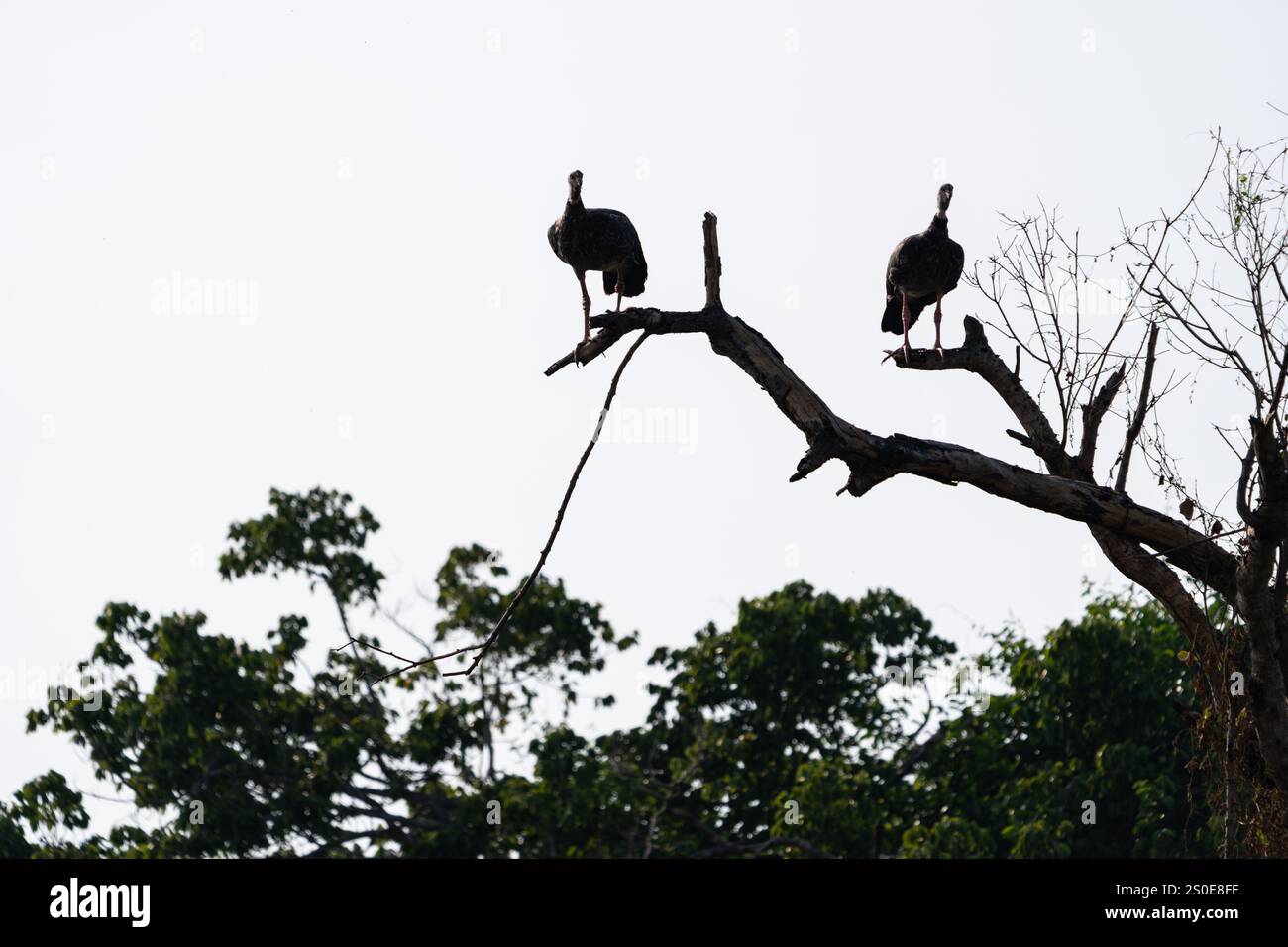 Southern screamer perched on top of tree in silhouette Stock Photo - Alamy