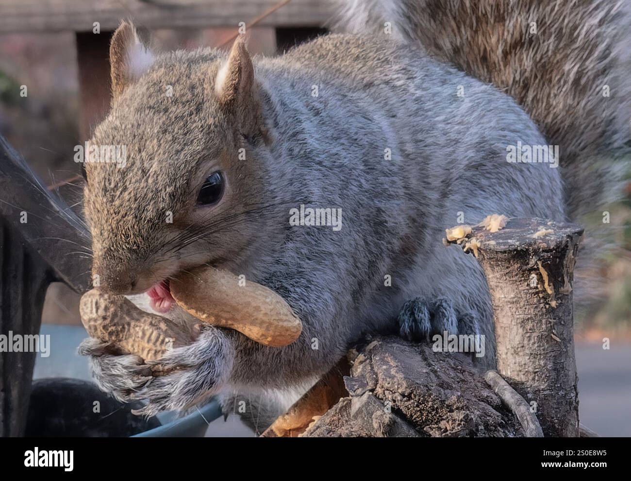 A Squirrel finds a peanut on the backyard deck Stock Photo - Alamy