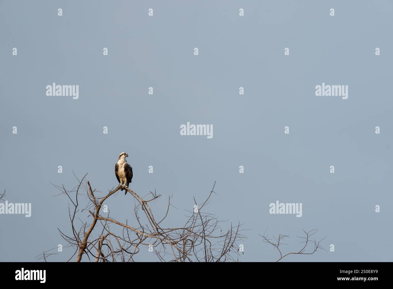 Osprey high in tree with head turned left at Porto Jofre in the ...