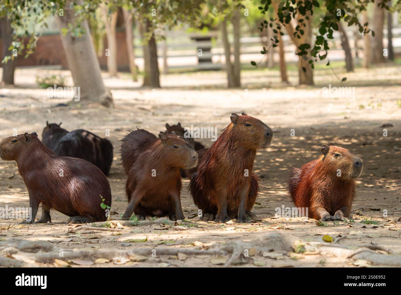 Group of capybara sitting together in shade of trees at Porto Jofre ...