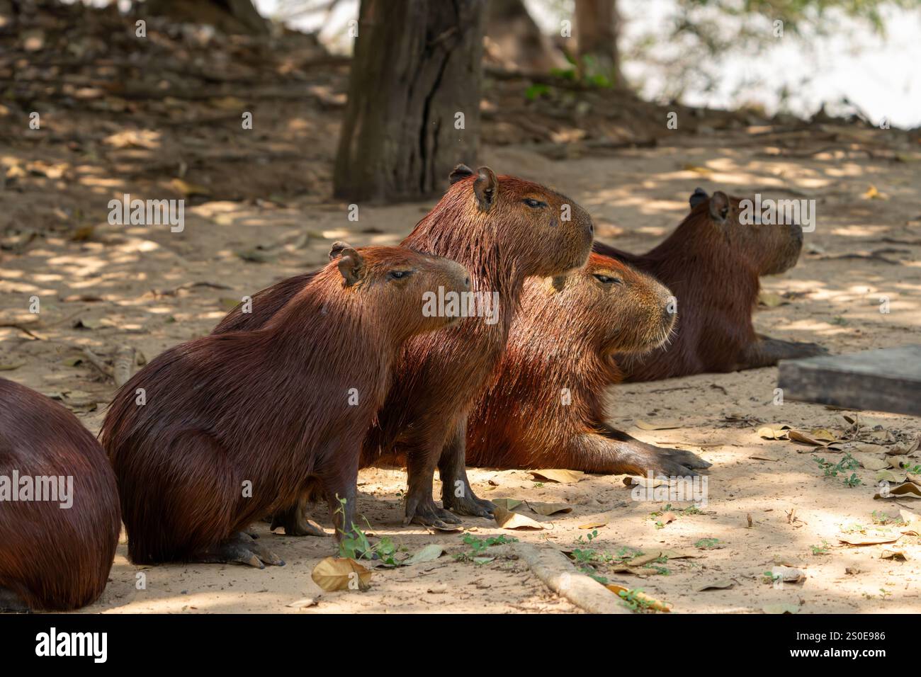 Group of capybara sitting together in shade of trees at Porto Jofre ...