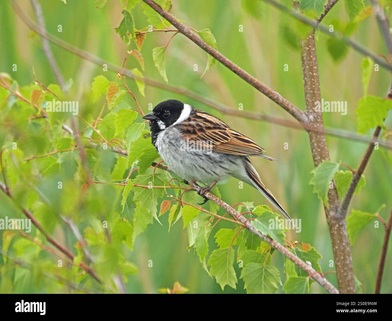 male Common Reed Bunting (Emberiza schoeniclus) perched on branch with ...