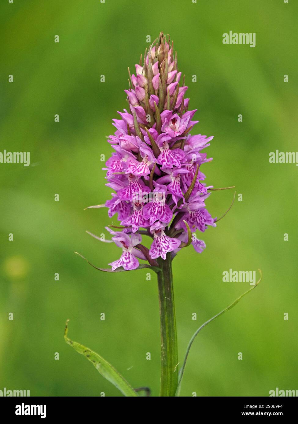 pretty purple white & spotted flowerspikes of Heath Spotted-orchid ...