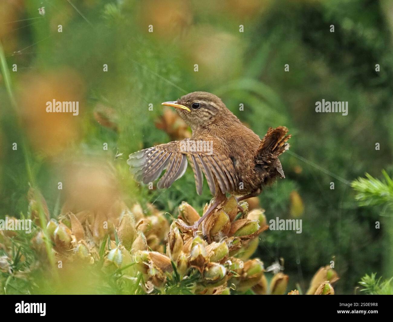 Eurasian /European Wren,(Troglodytes troglodytes) wing & tail spread in ...