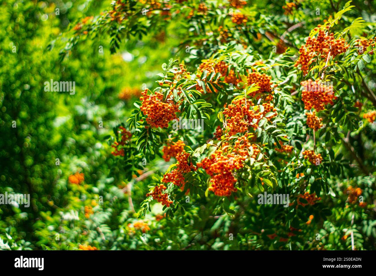 Lush greenery features clusters of vibrant orange berries on branches ...