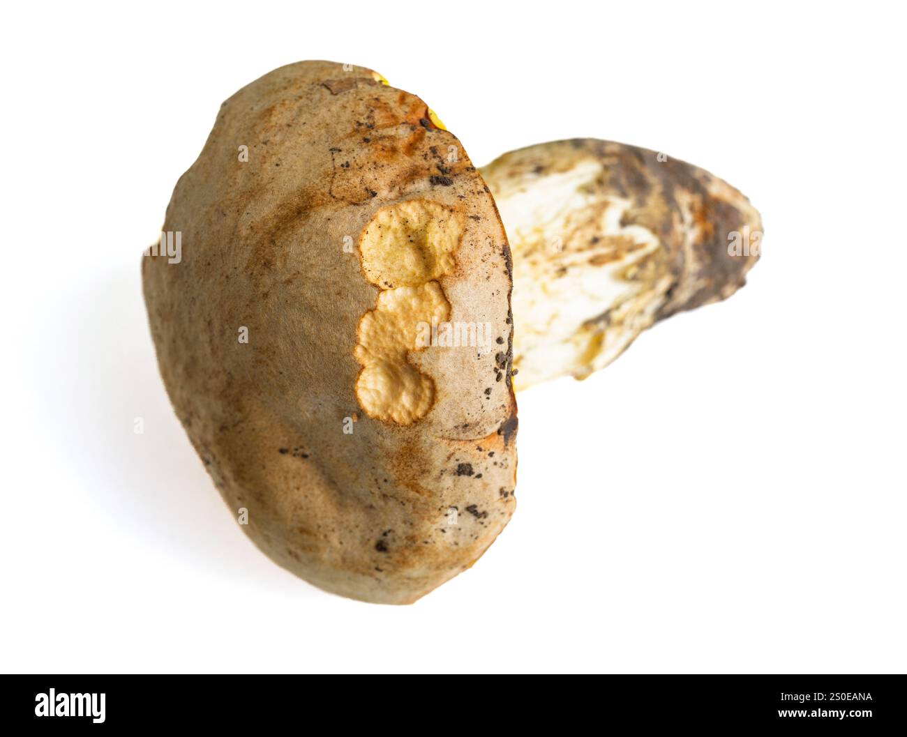 A wild mushroom showcases its distinct cap and stem. The earthy tones ...