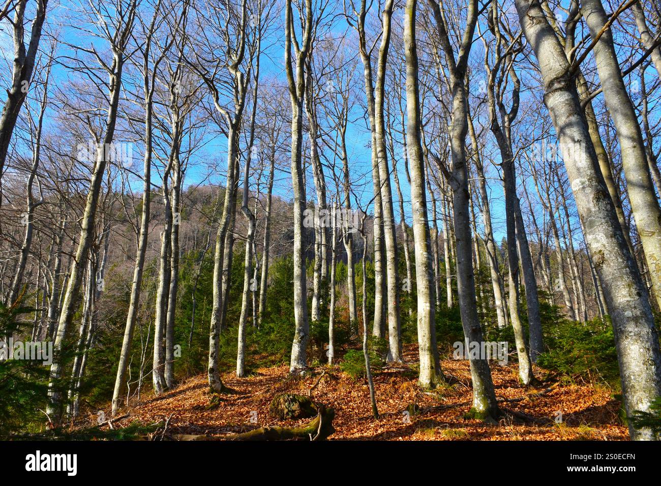 Beech (Fagus sylvatica) temperate, deciduous leafless forest with ...