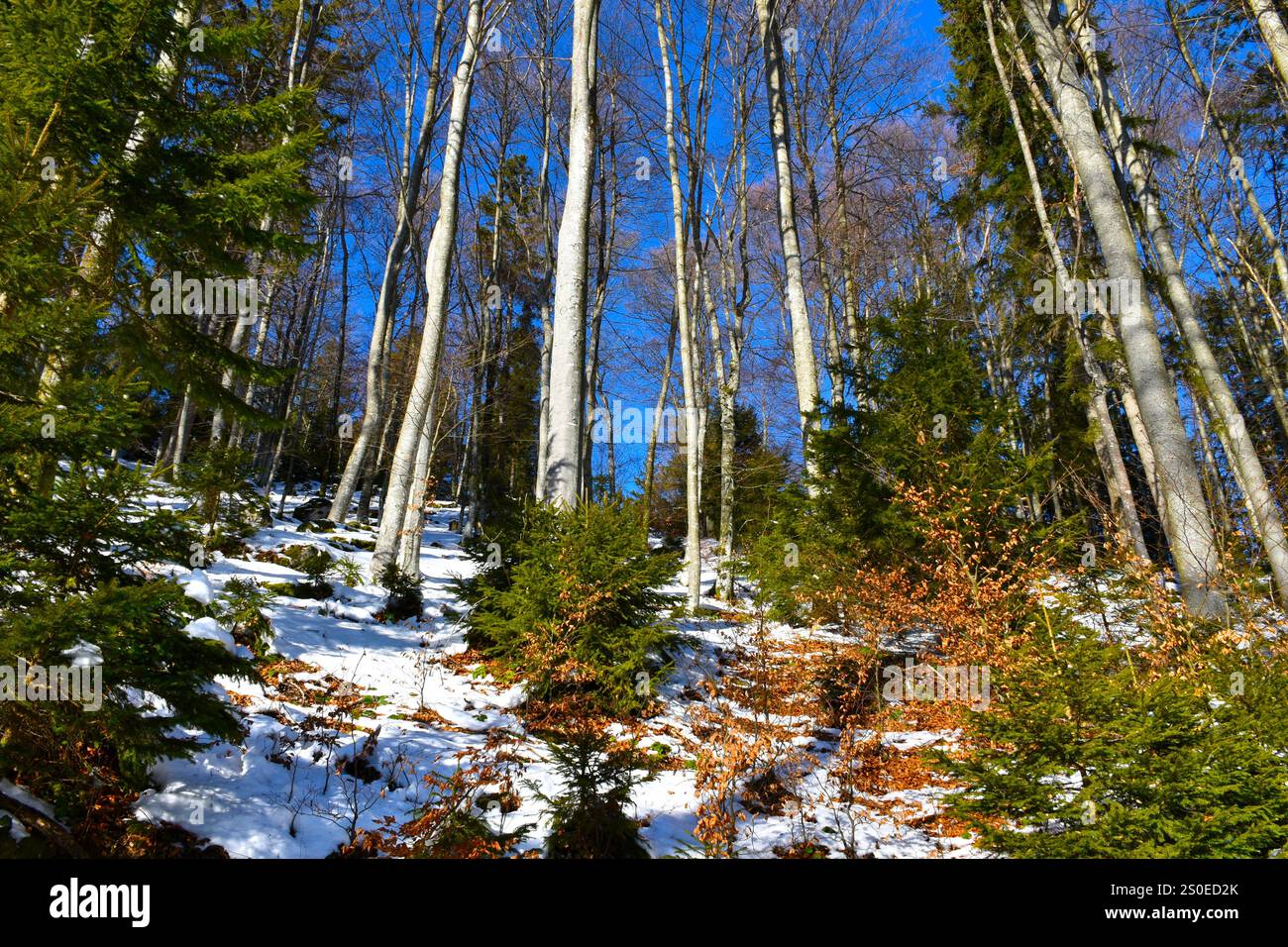 Temperate, deciduous forest in winter with beech and spruce trees Stock ...