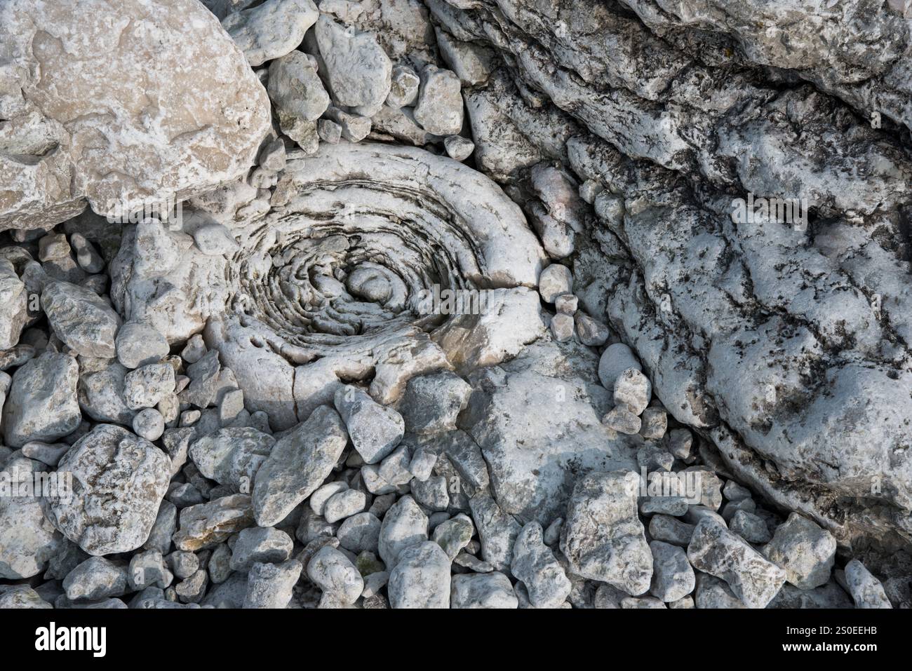 fossils in the limestone cliffs of Digerhuvud on the island Färö in ...