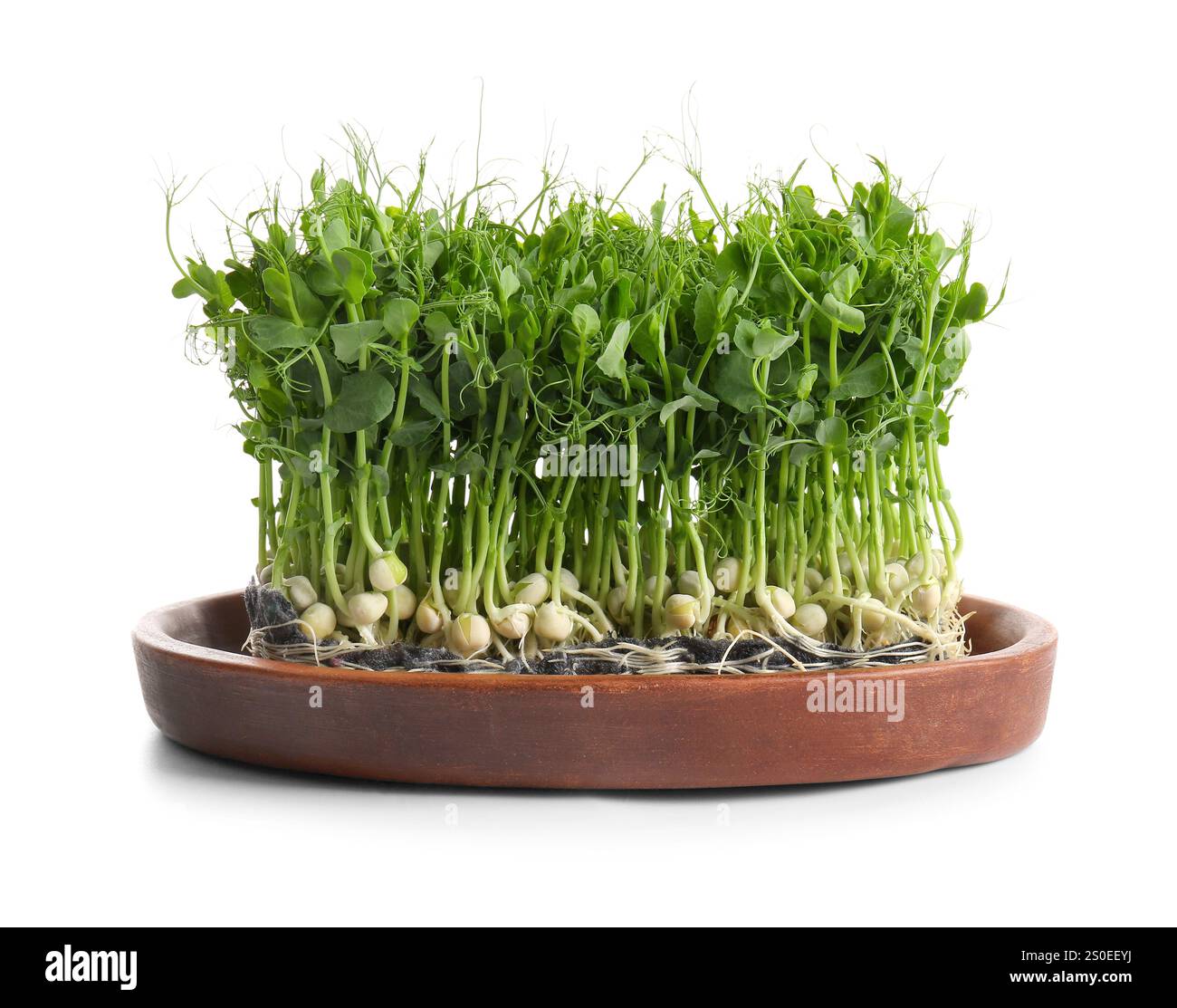 Fresh micro greens peas Cut Out Stock Images & Pictures - Alamy