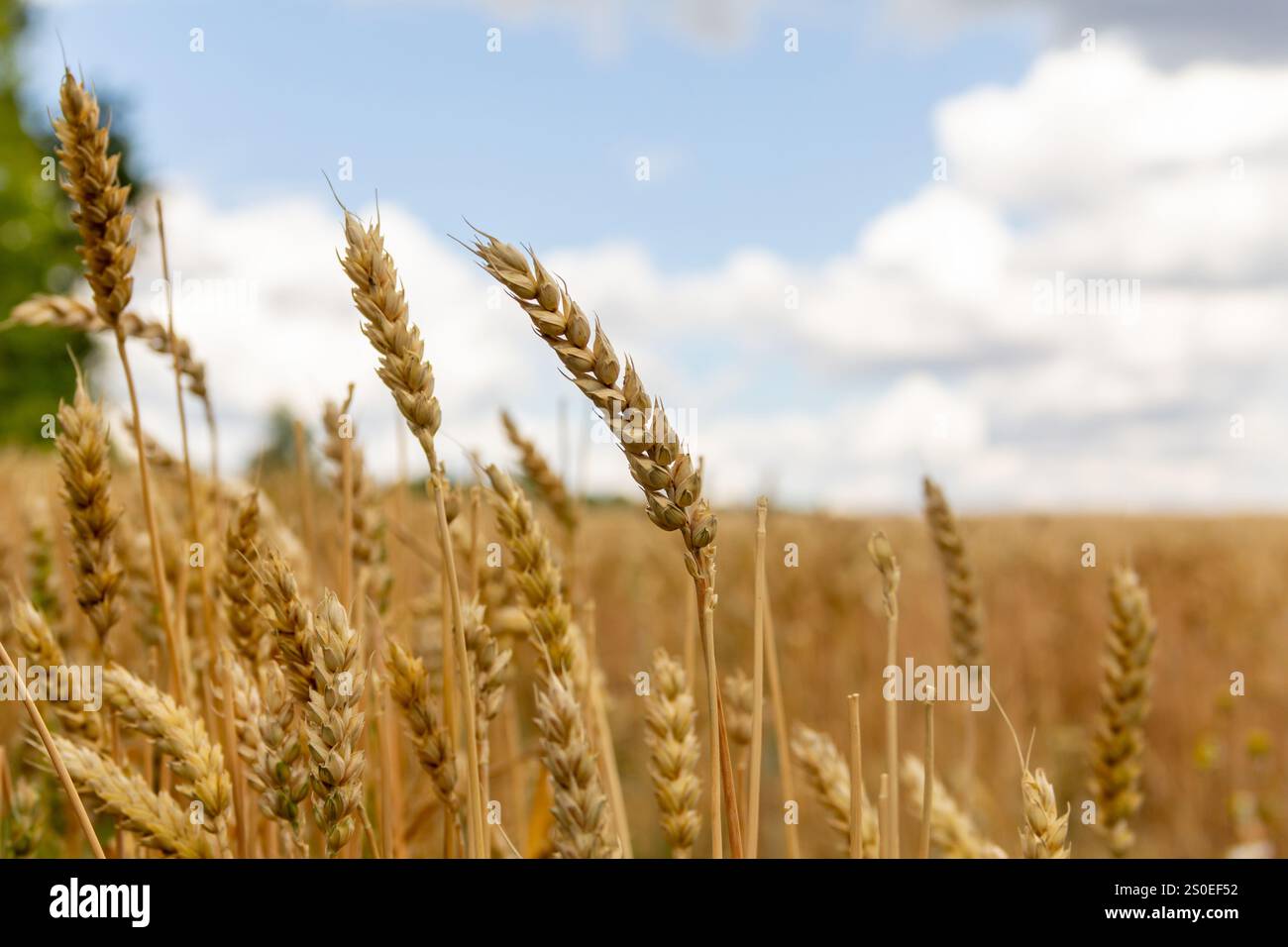 Vast fields of golden wheat stretch under a bright blue sky with fluffy ...