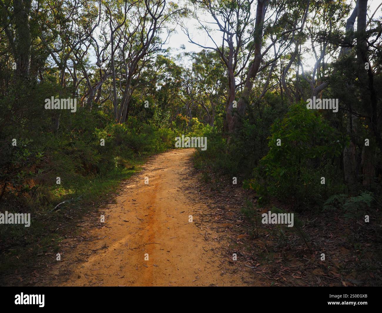 A sunlit dirt path winds through a lush green forest, dappled with ...
