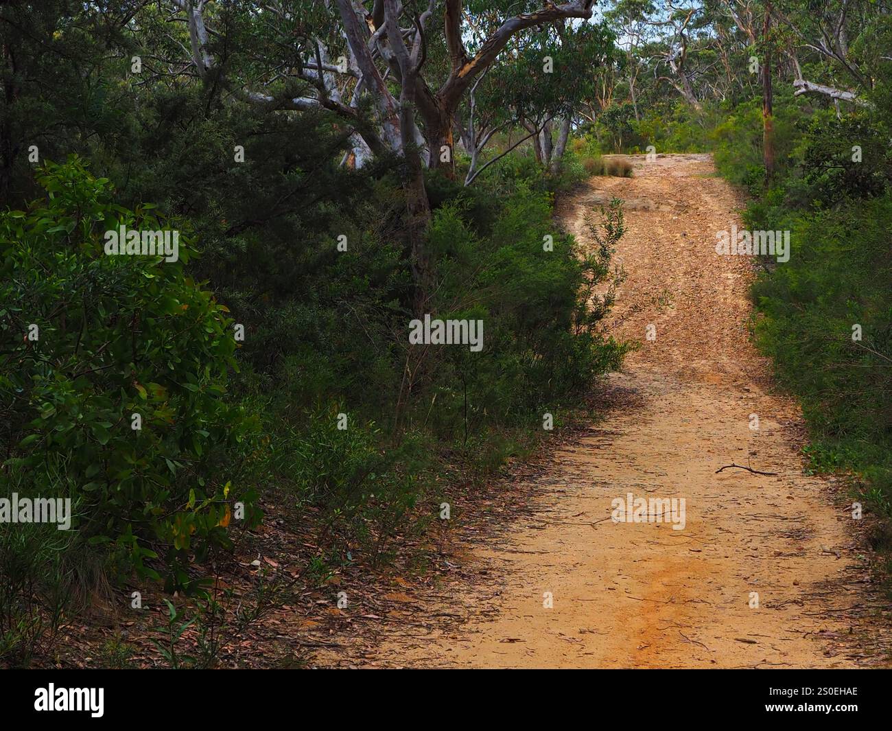 A sandy track ascends a gentle slope through Australian bushland, with ...
