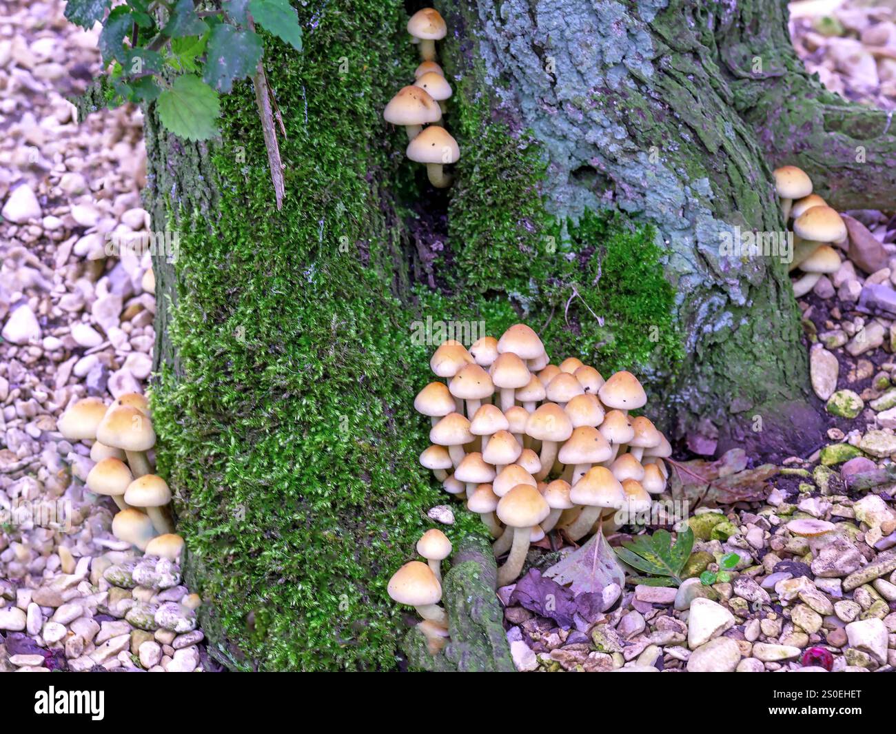 Clusters of bonnet mushrooms growing on a mossy tree trunk Stock Photo ...