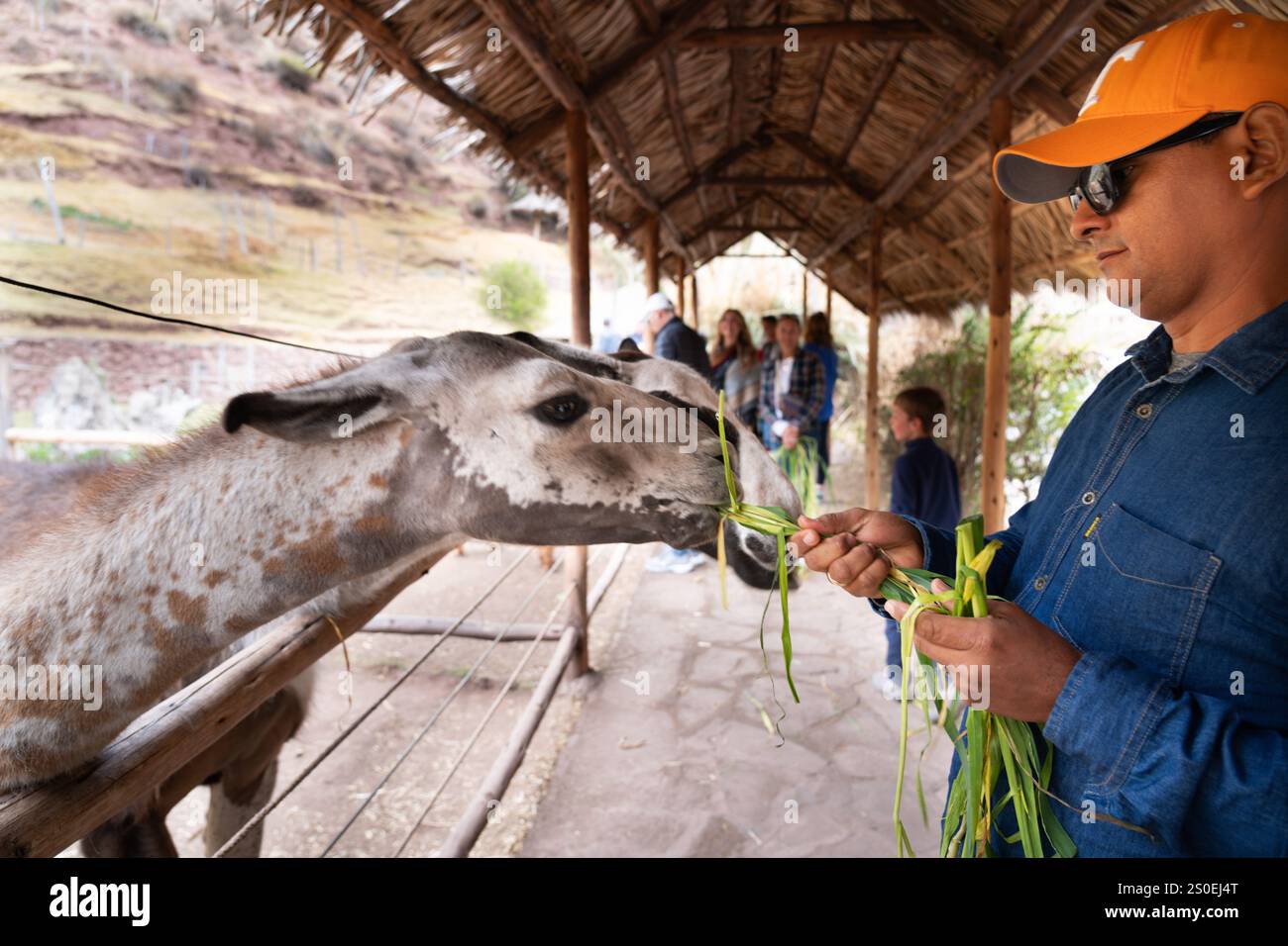 Llama peruana hi-res stock photography and images - Alamy