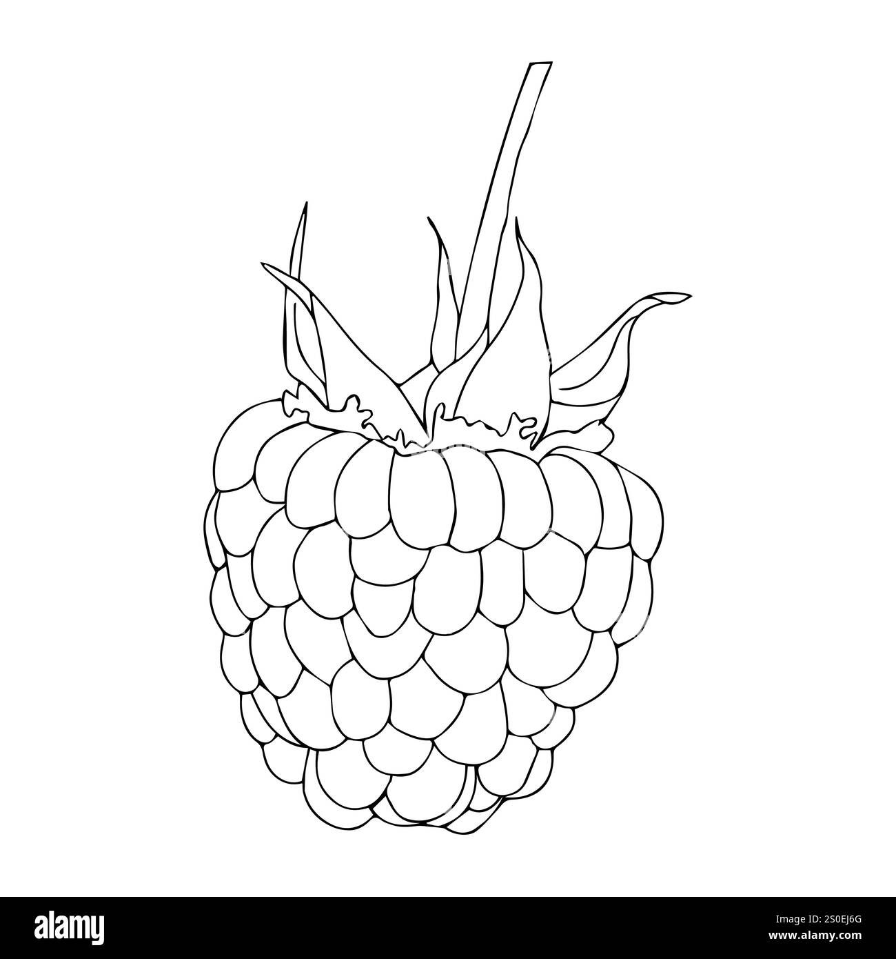 Raspberry berry close-up in doodle style. Vector illustration isolated ...