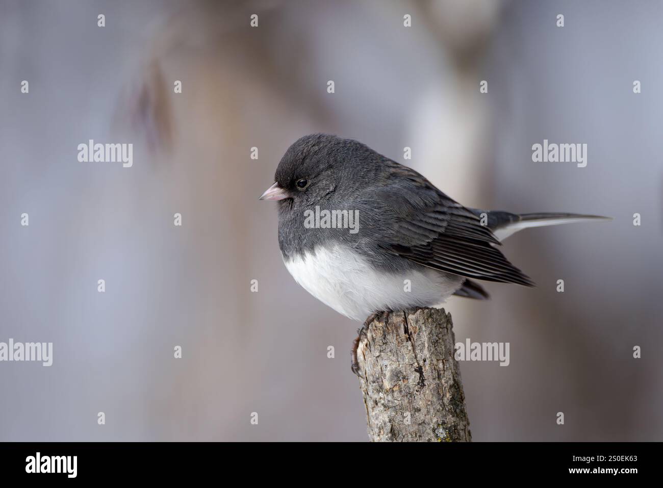 Male junco hi-res stock photography and images - Alamy