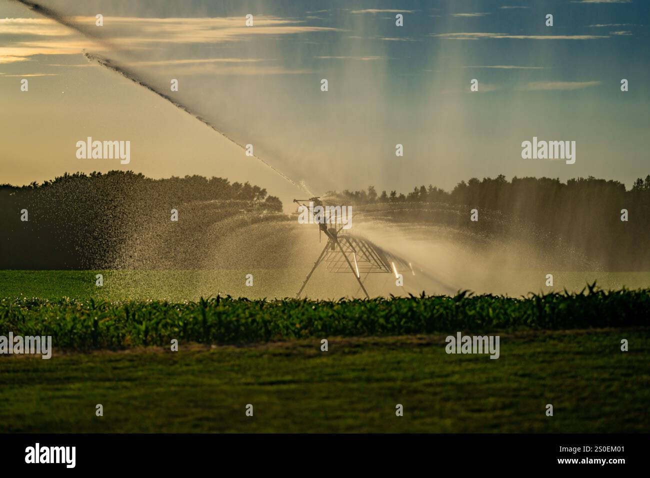 Irrigation system used to water plants on a farm. Sunset, irrigation ...