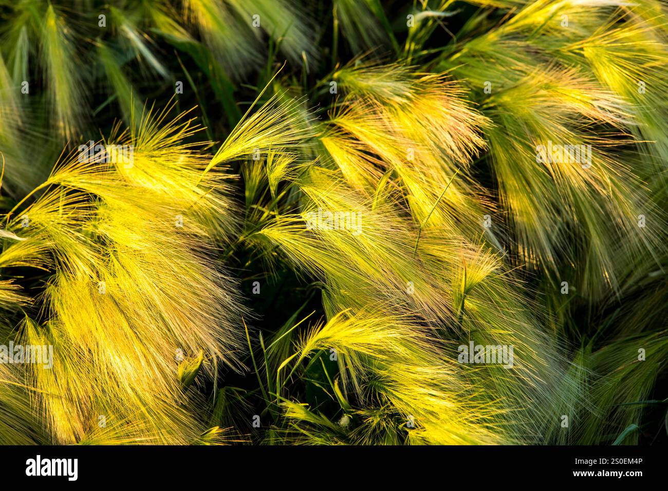 A field of tall, dry grass with a golden hue. The grass is swaying in ...