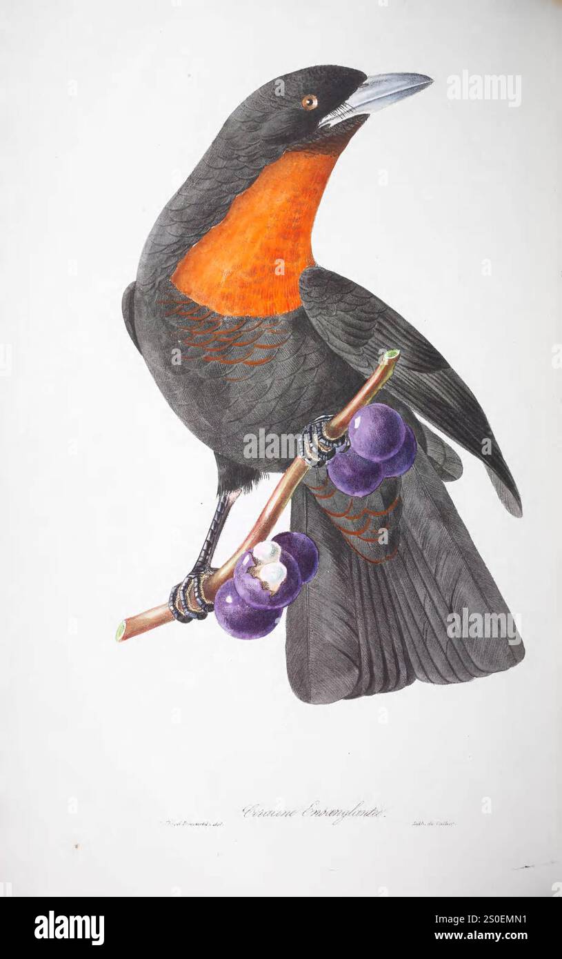 Red-ruffed fruitcrow (Pyroderus scutatus) . Vintage Bird of Brazil ...