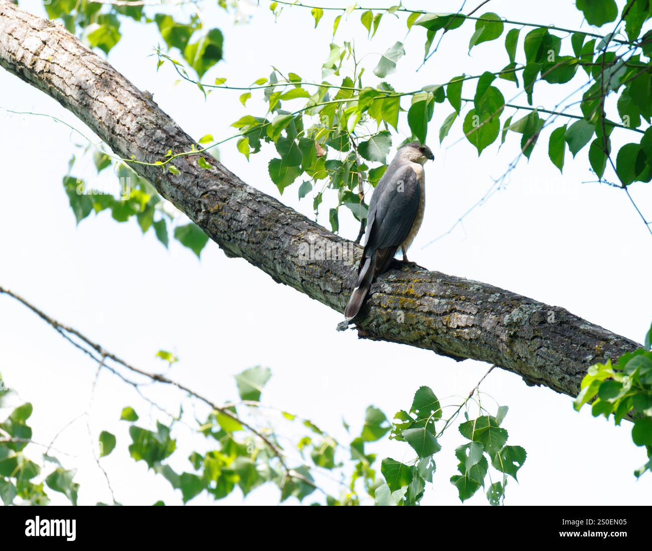 Henhawk hi-res stock photography and images - Alamy