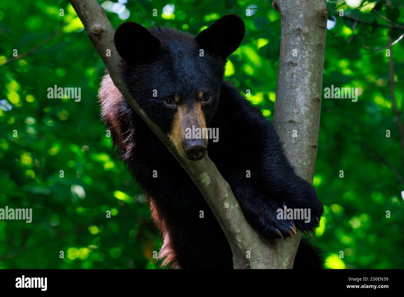 An American black bear cub in a tree in the woods Stock Photo - Alamy