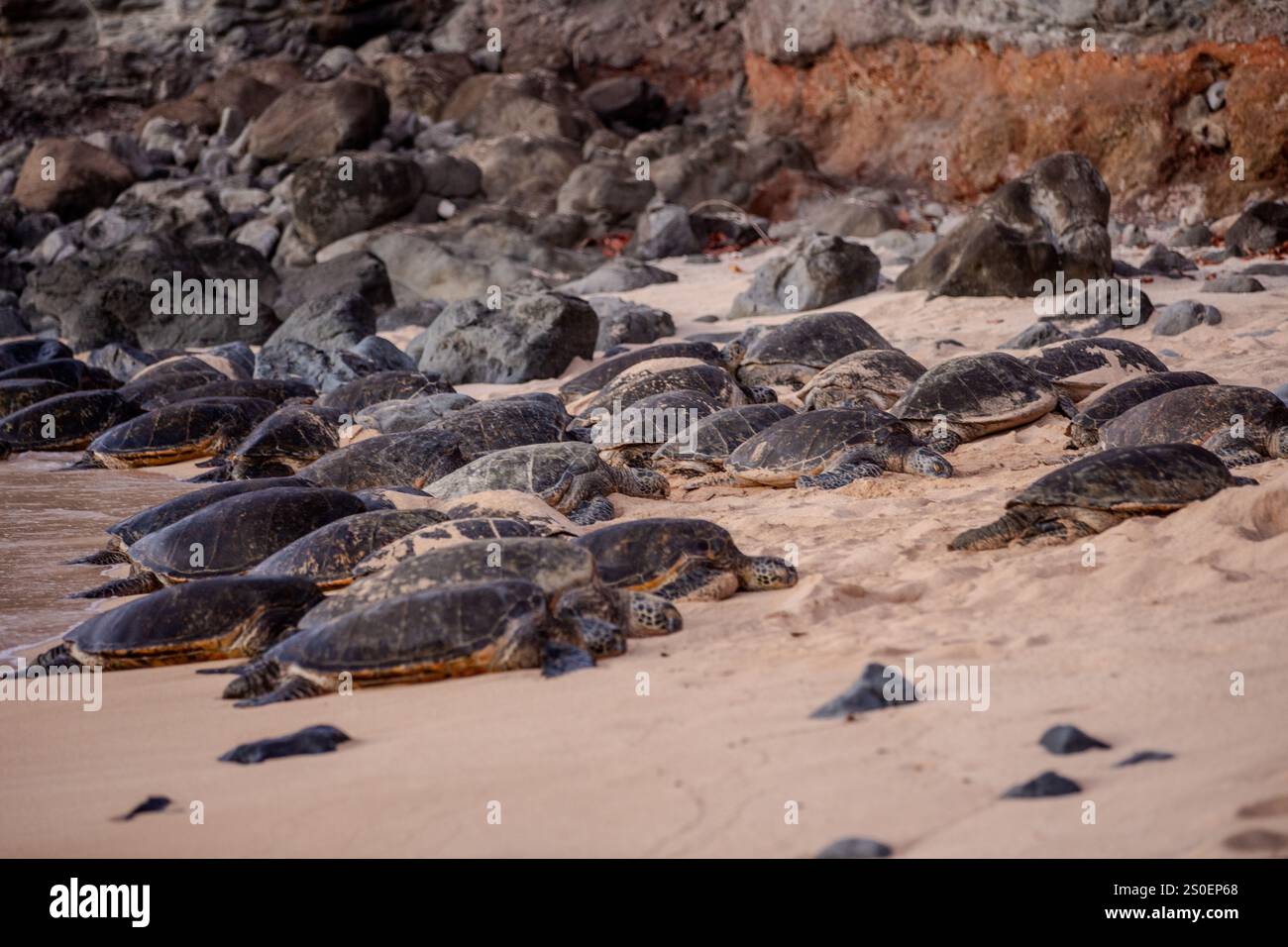 A gathering of sea turtles resting on the sandy beach surrounded by ...